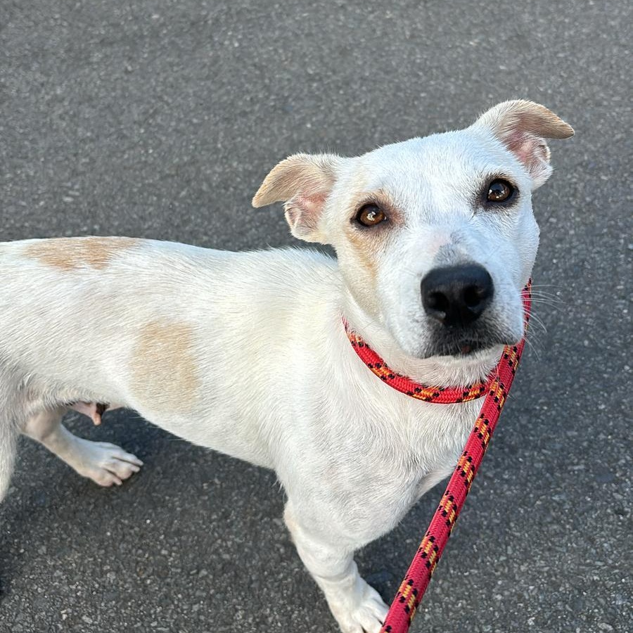 Dog for adoption - Ivory, a Mixed Breed in Morristown, NJ | Petfinder