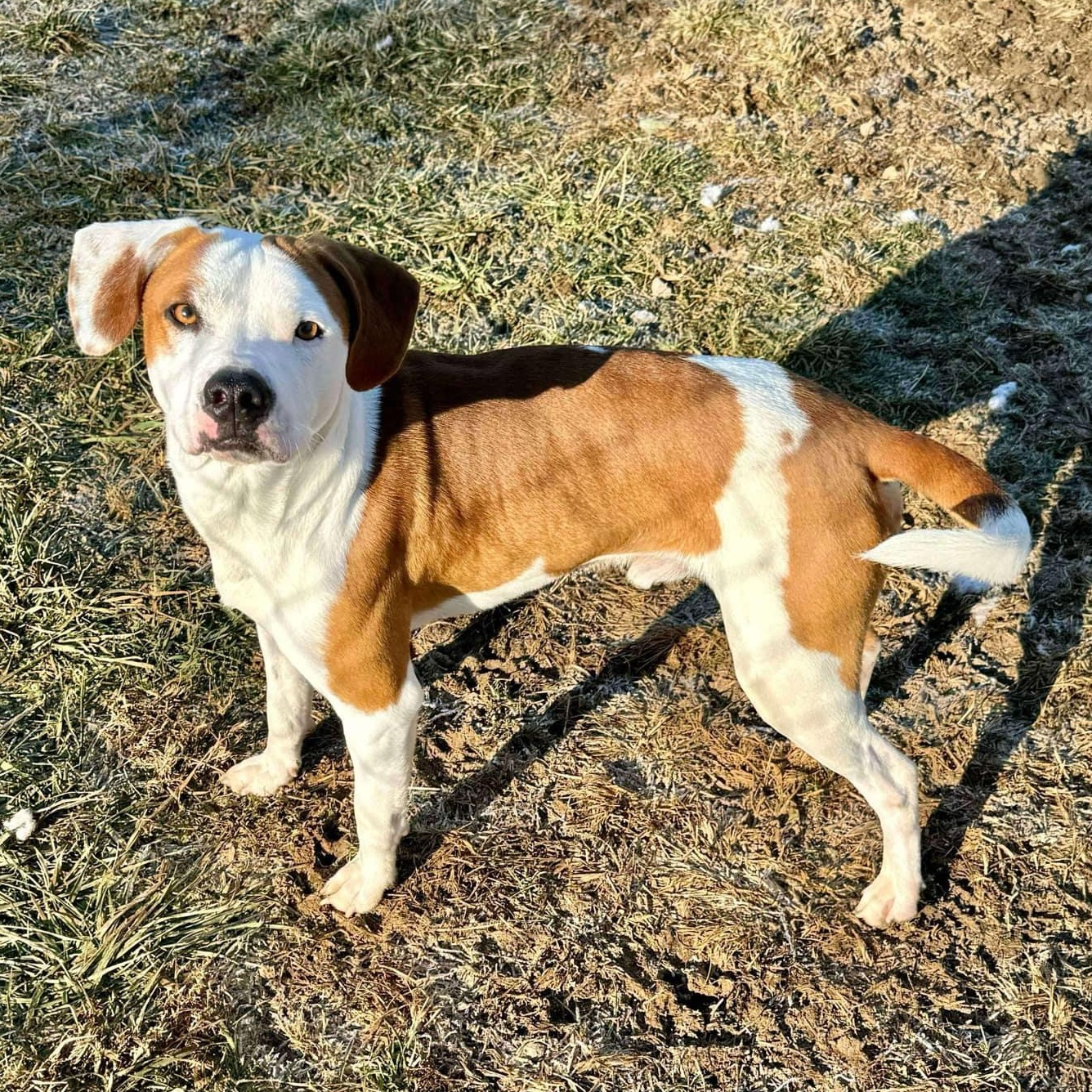Petfinder ct store