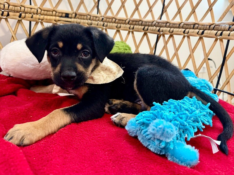 Dog for adoption - Mocha Java Cookie, a German Shepherd Dog & Labrador ...