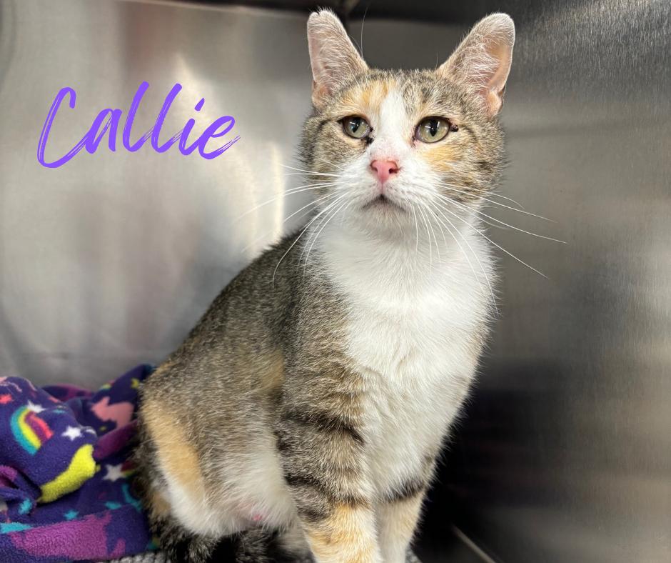 Cat for adoption - Callie, a Calico & Domestic Short Hair Mix in Nevada ...