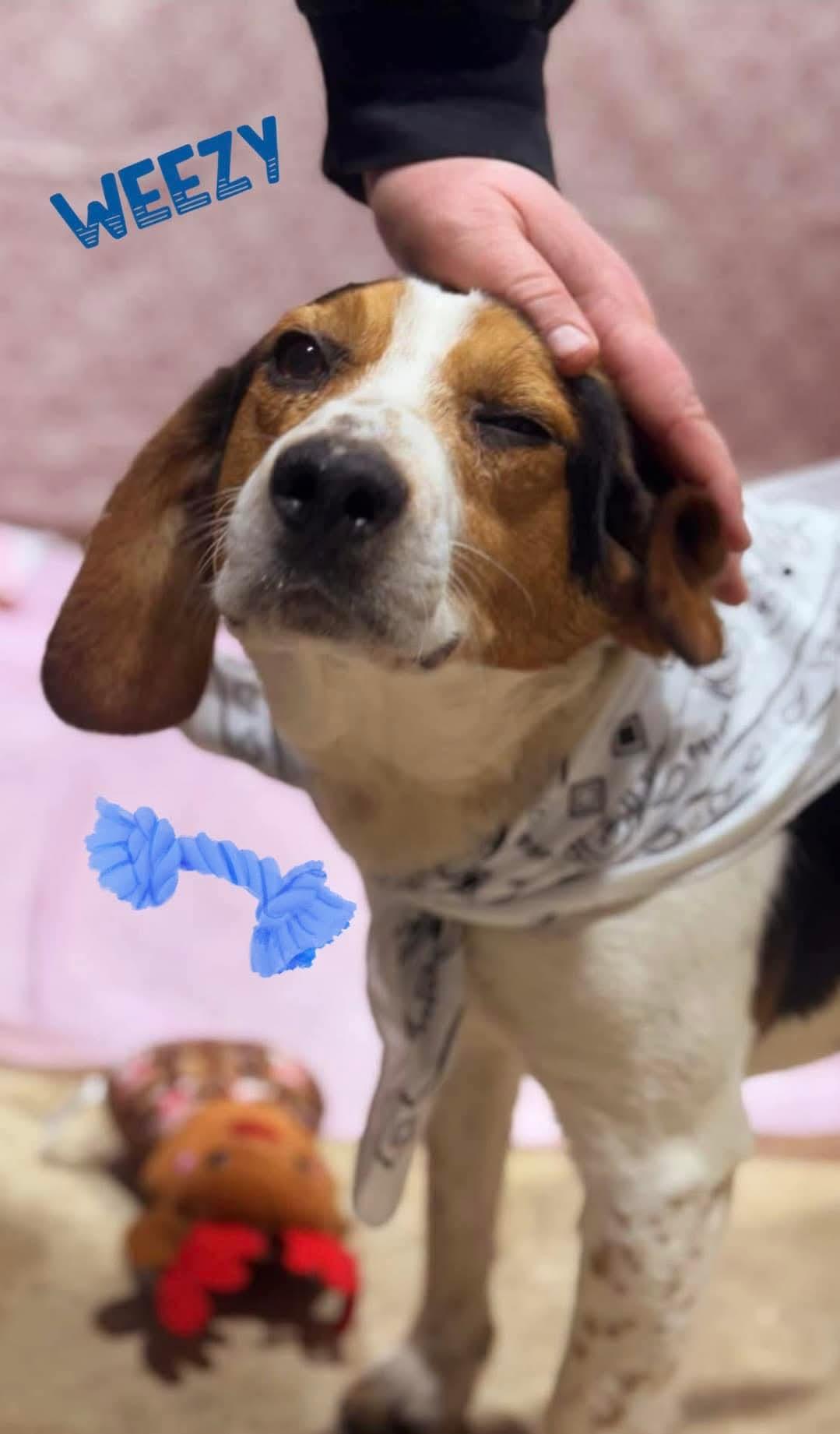 Dog for adoption - Weezy, a Beagle in Stoughton, MA | Petfinder