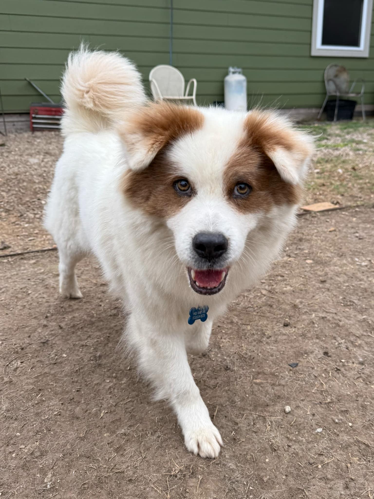 Dog for adoption - Ophelia, an Australian Shepherd in Williamsburg, VA ...