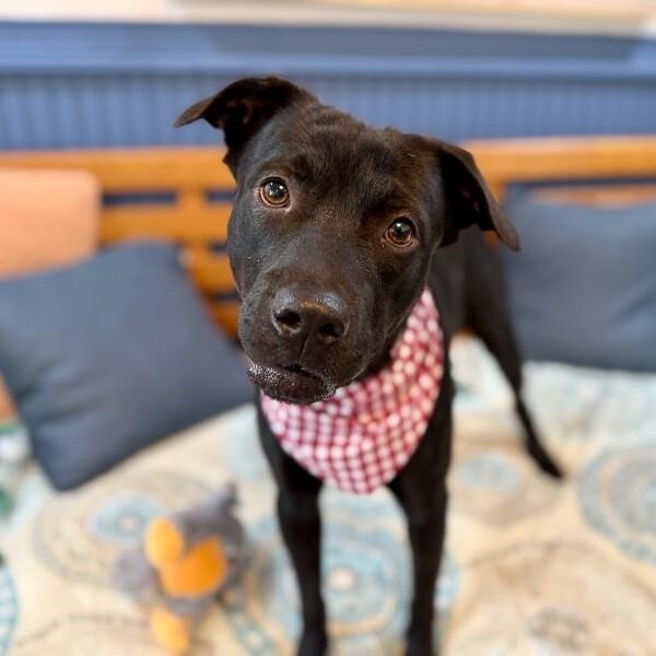 Dog for adoption - Rex the goofy good boy, a Black Labrador Retriever ...