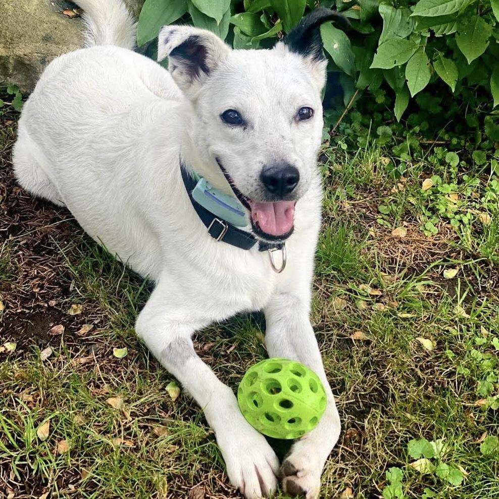 Dog for adoption - Snoopy, a Mixed Breed in Hamilton, ON | Petfinder