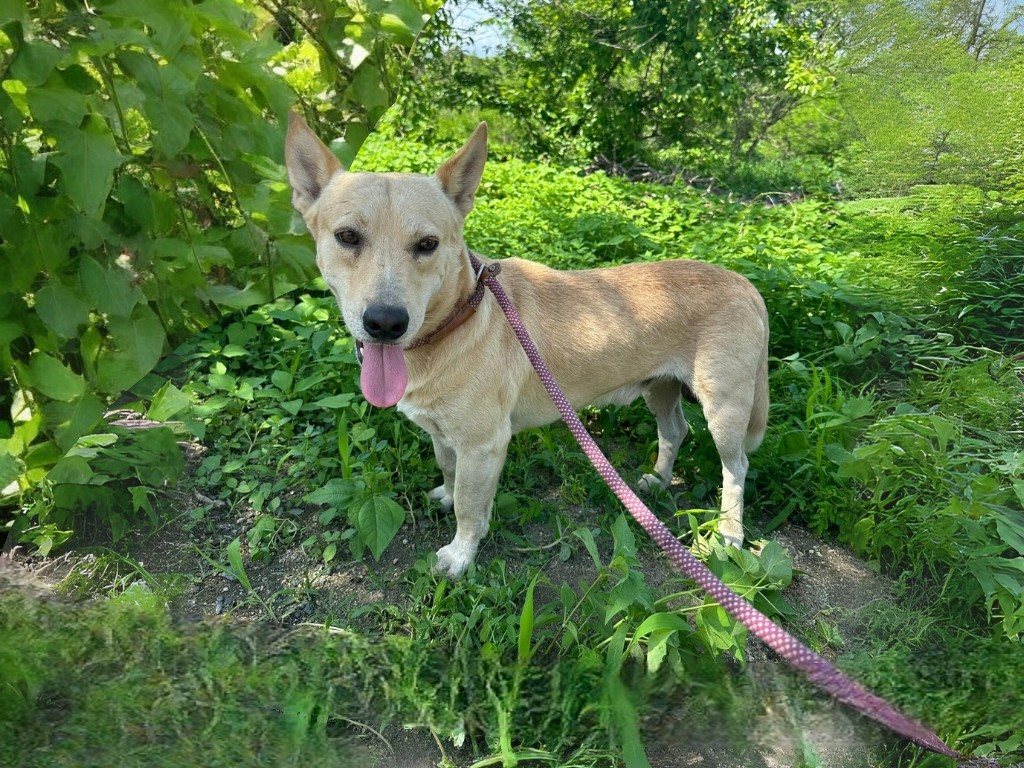 Dog for adoption - Charlie, a Mixed Breed in Napa, CA | Petfinder