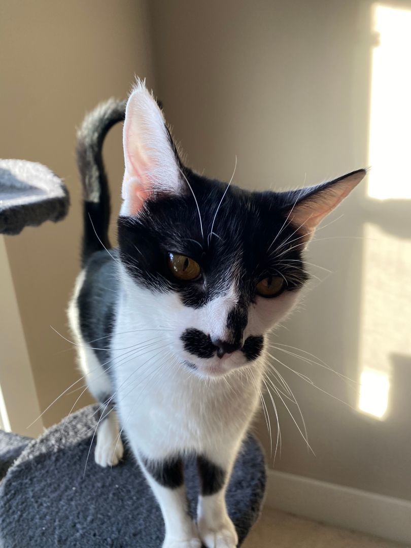 Cat for adoption - Natalia, an American Shorthair in Monroe, NC | Petfinder