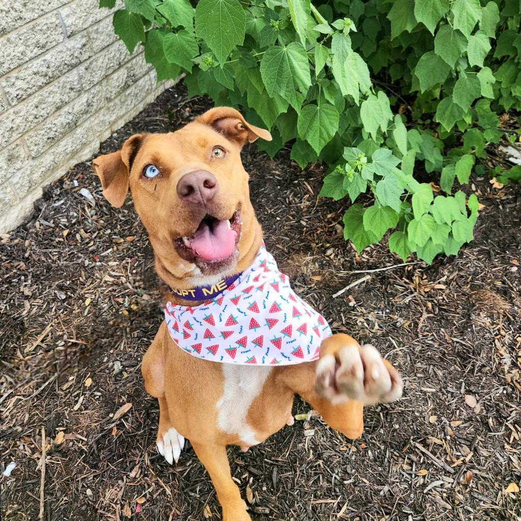 Dog for adoption - Sierra JuM, a Vizsla Mix in Branson, MO | Petfinder