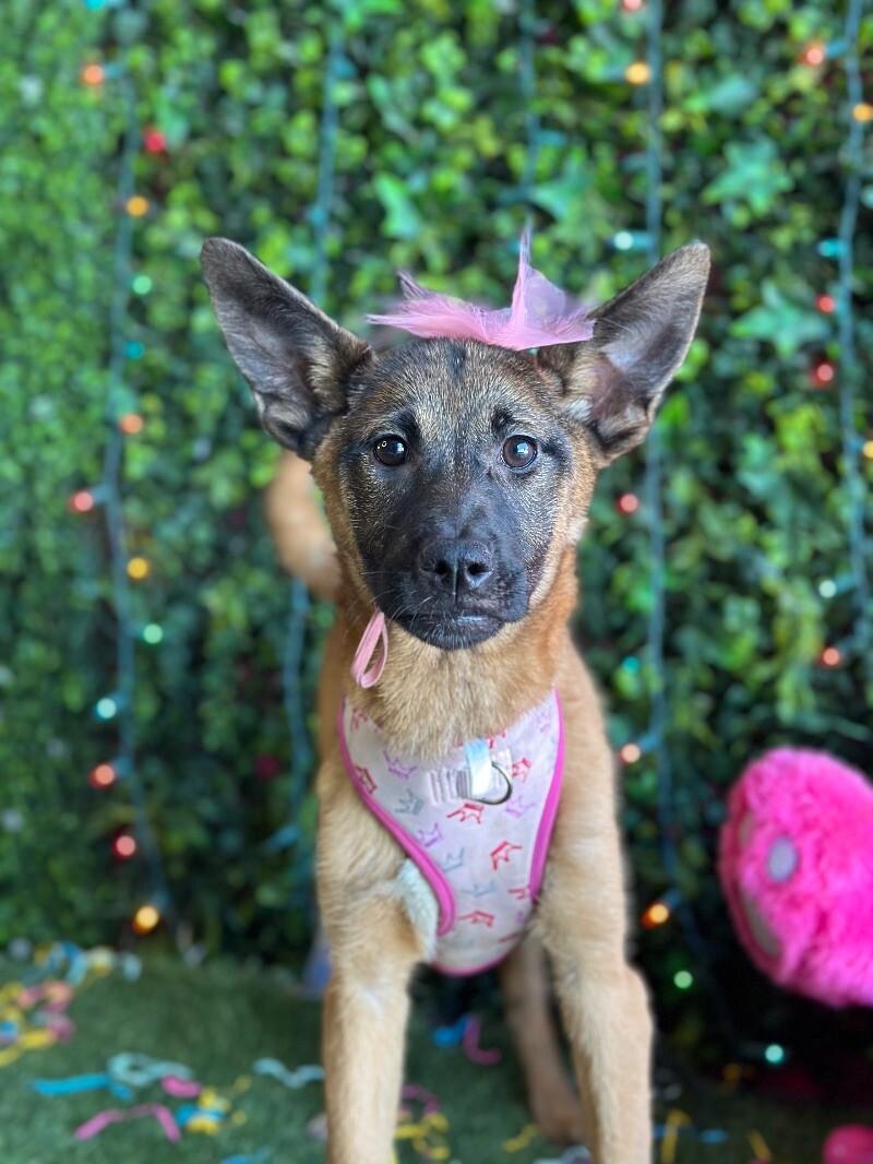 Dog for adoption - Aunt Em, a Belgian Shepherd / Malinois & Boxer Mix ...