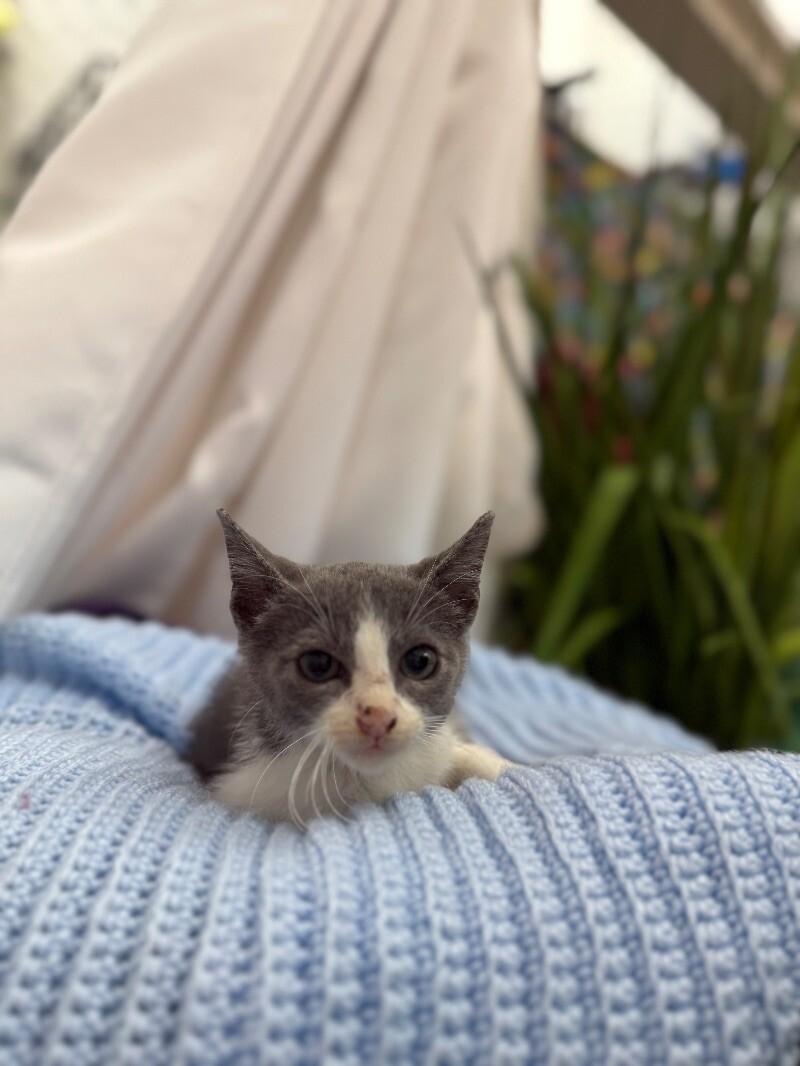 Cat for adoption - Hunter Simpson, a Domestic Short Hair Mix in ...