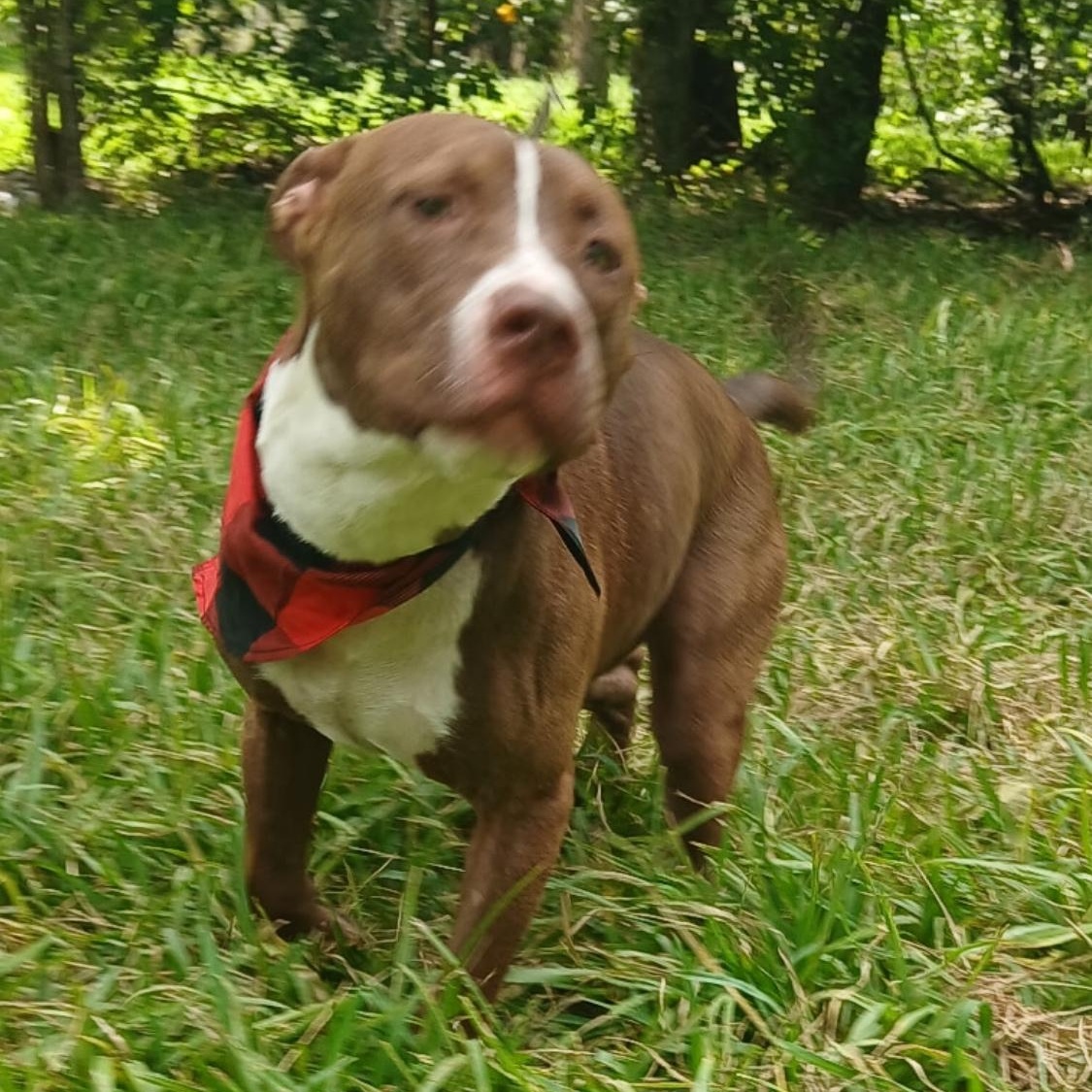 Dog for adoption - Lopie, a Mixed Breed in Providence, RI | Petfinder