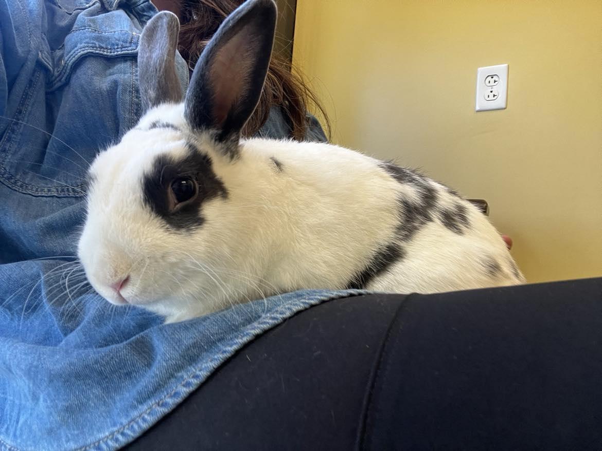 Rabbit for adoption - BunBun, an American & English Spot Mix in ...