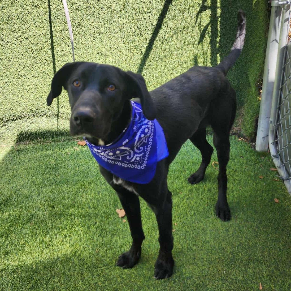 Dog for adoption - Marlin, a German Shorthaired Pointer & German ...