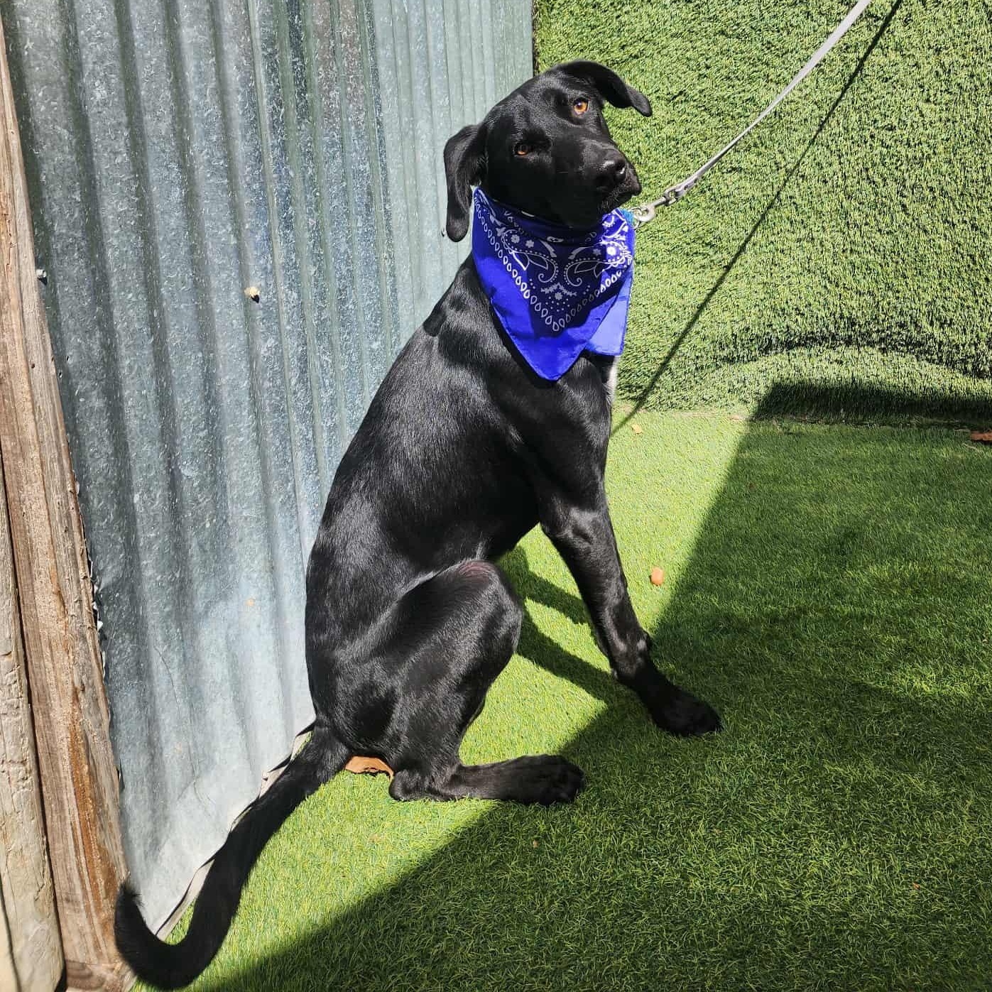 Dog for adoption - Marlin, a German Shorthaired Pointer & German ...