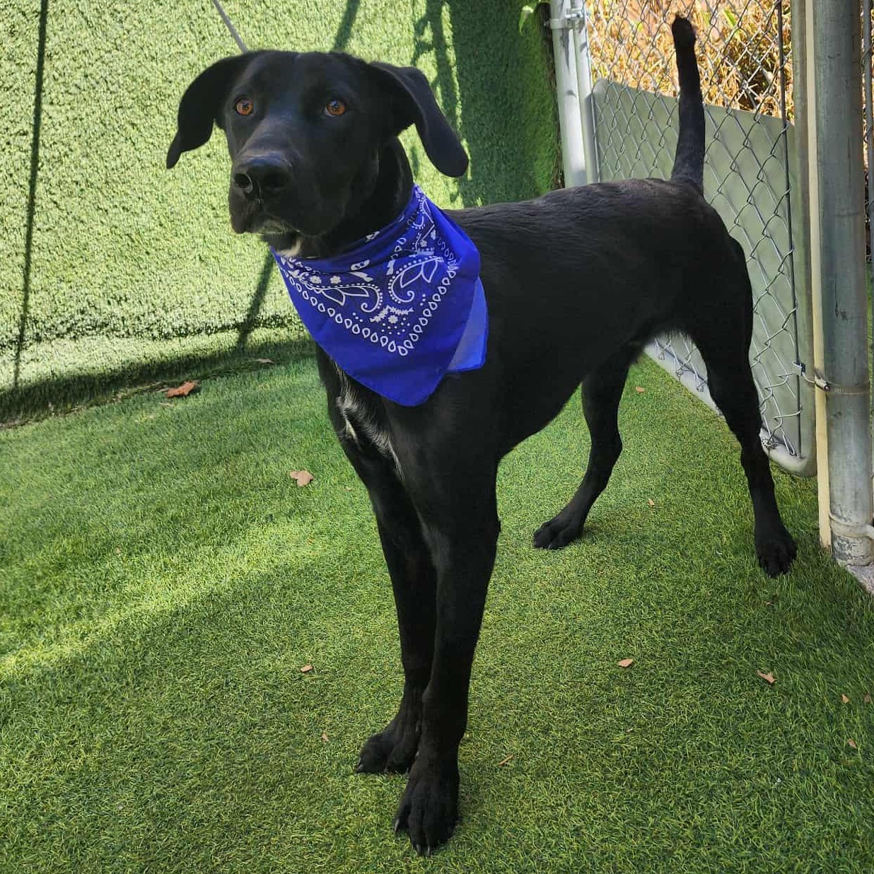 Dog for adoption - Marlin, a German Shorthaired Pointer & German ...