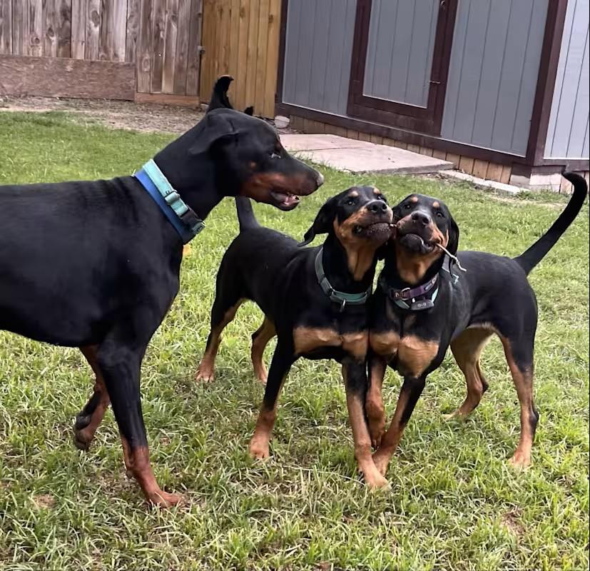 Dog for adoption - Lynn Linguine, a Rottweiler & Hound Mix in ...