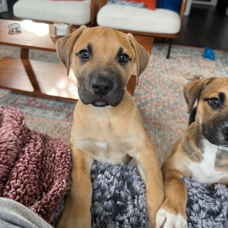 Dog for adoption - Presley Not Elvis But Has You All Shook Up, a ...