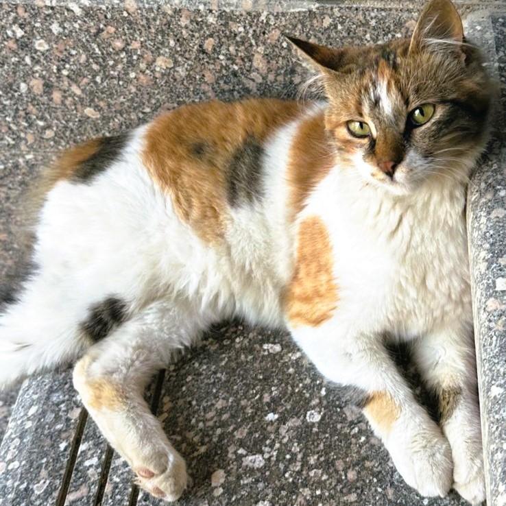 Cat for adoption - Missa IsaBella, a Turkish Angora & Calico Mix in ...