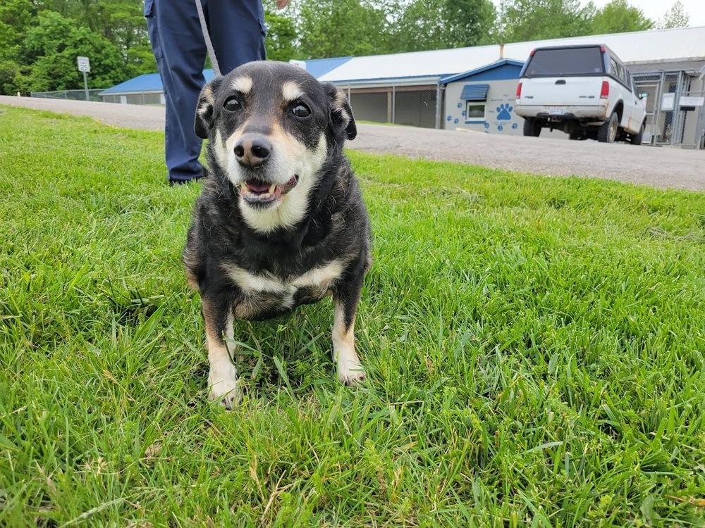 Dog for adoption - ADDY 192-25, a Jack Russell Terrier Mix in Cambridge ...