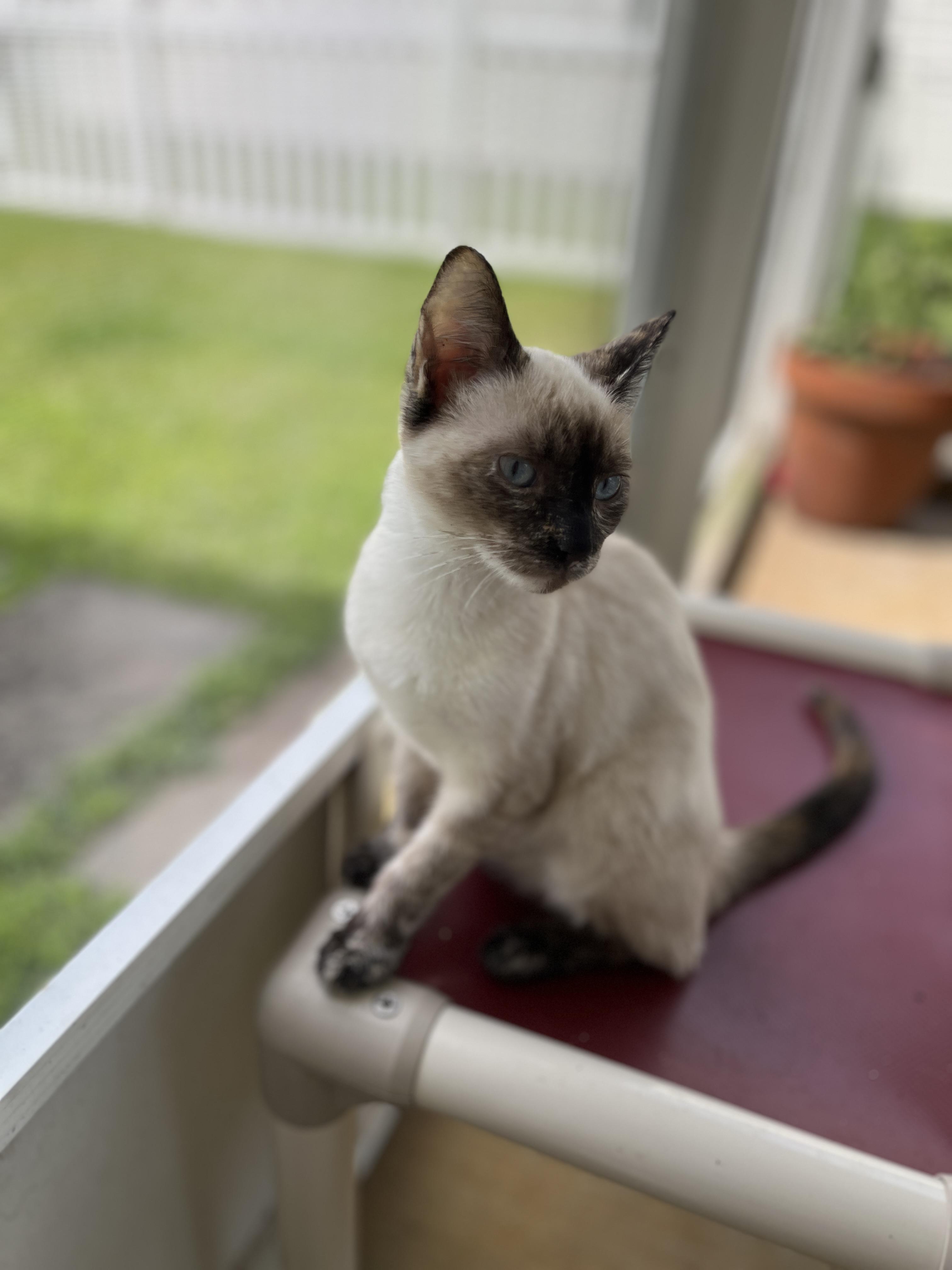 Cat for adoption - JuneBug Jones, a Siamese & Domestic Short Hair Mix ...