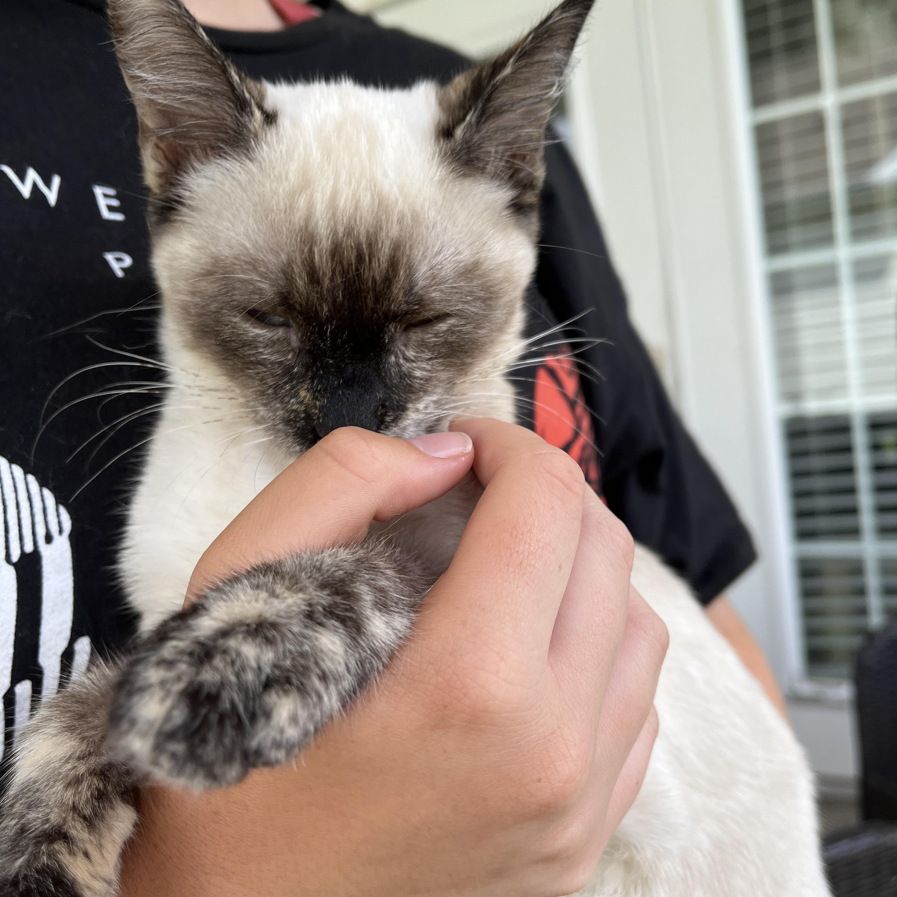 Cat for adoption - JuneBug Jones, a Siamese & Domestic Short Hair Mix ...