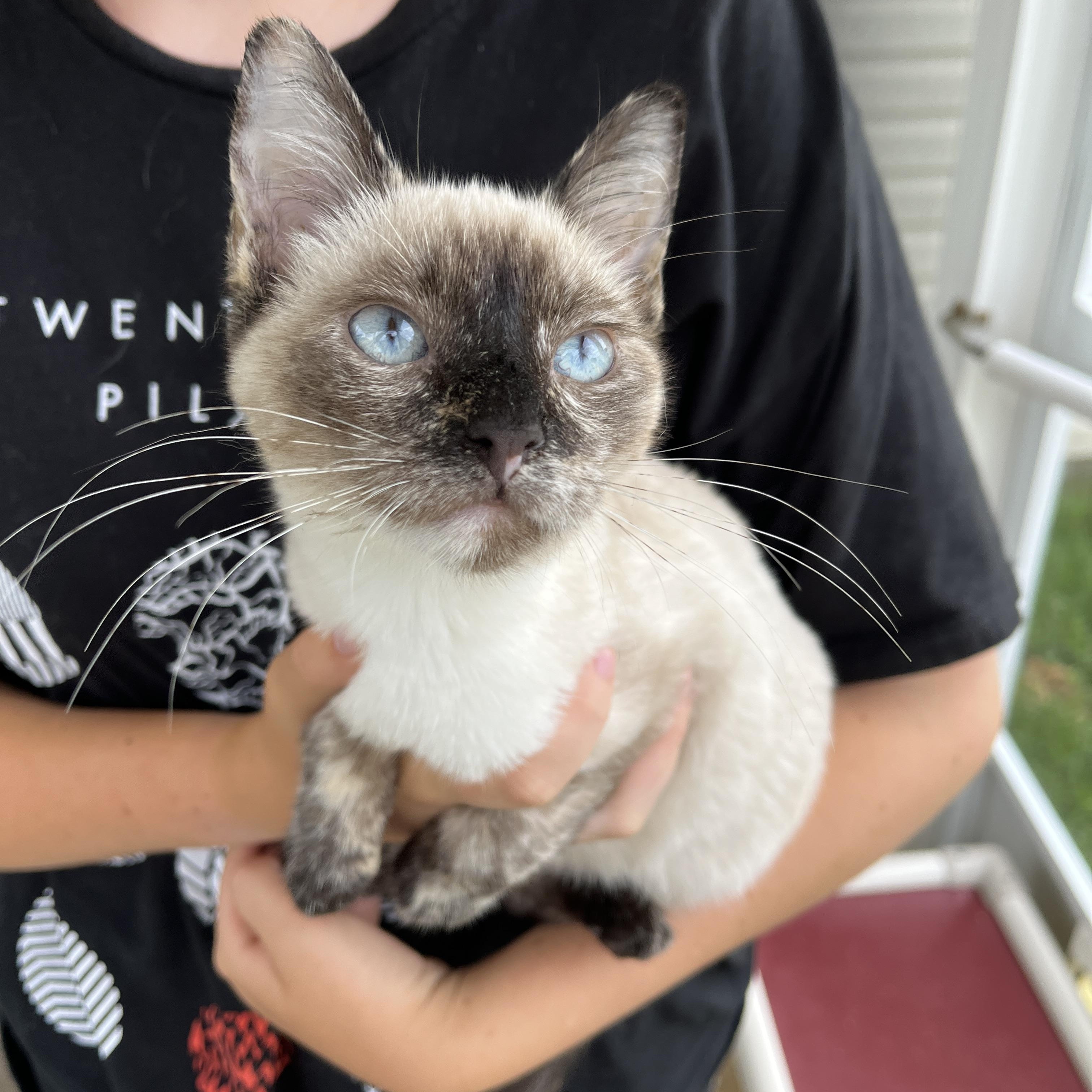 Cat for adoption - JuneBug Jones, a Siamese & Domestic Short Hair Mix ...