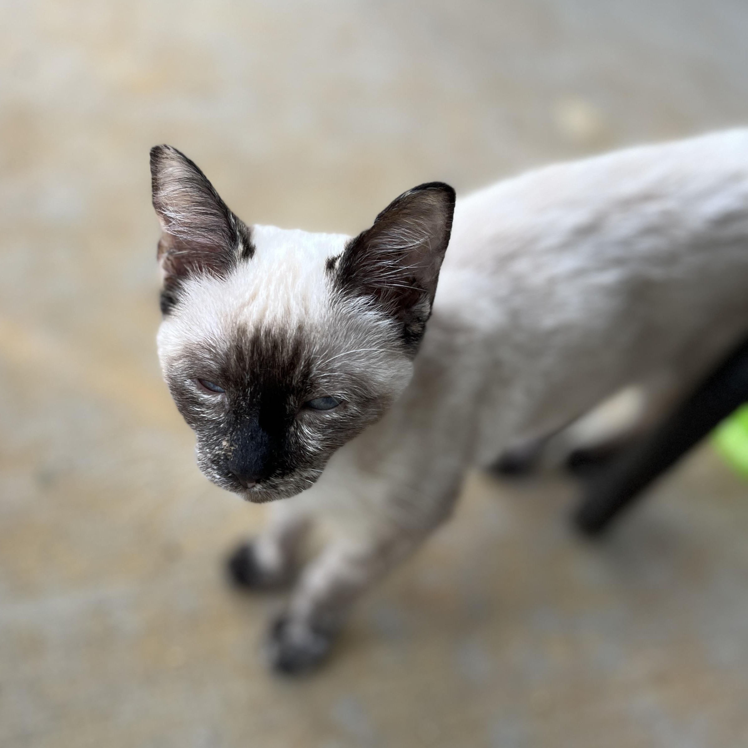 Cat for adoption - JuneBug Jones, a Siamese & Domestic Short Hair Mix ...