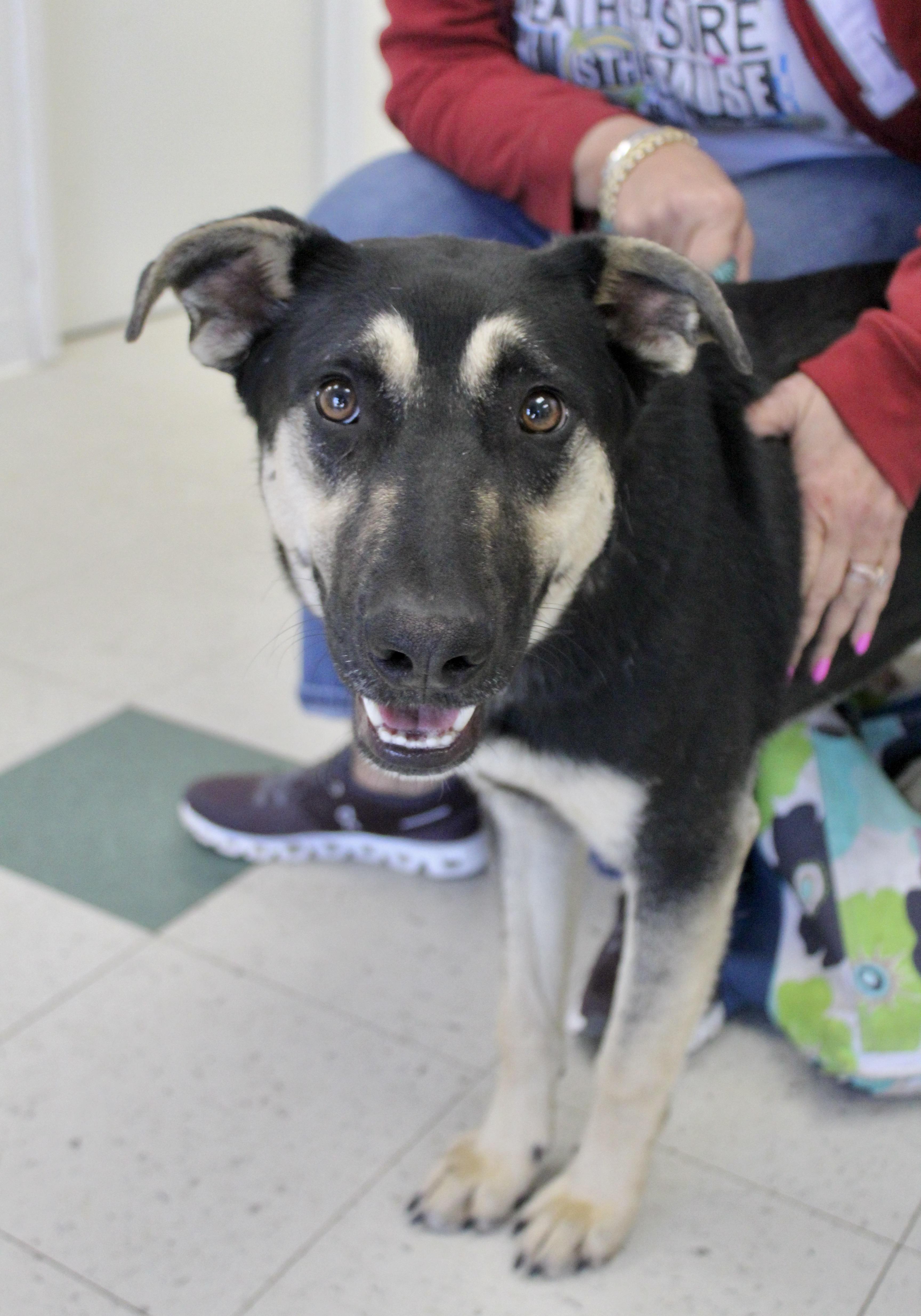 Dog for adoption - Kit Kat, a German Shepherd Dog Mix in Pell City, AL ...