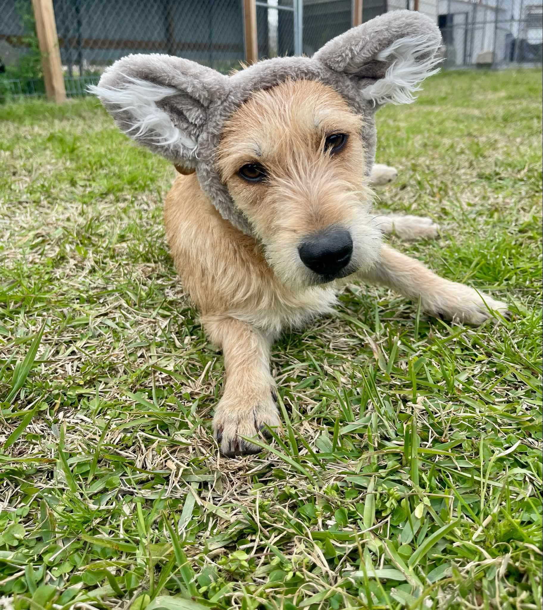 Dog for adoption - Fern, a Terrier in Ozone Park, NY | Petfinder