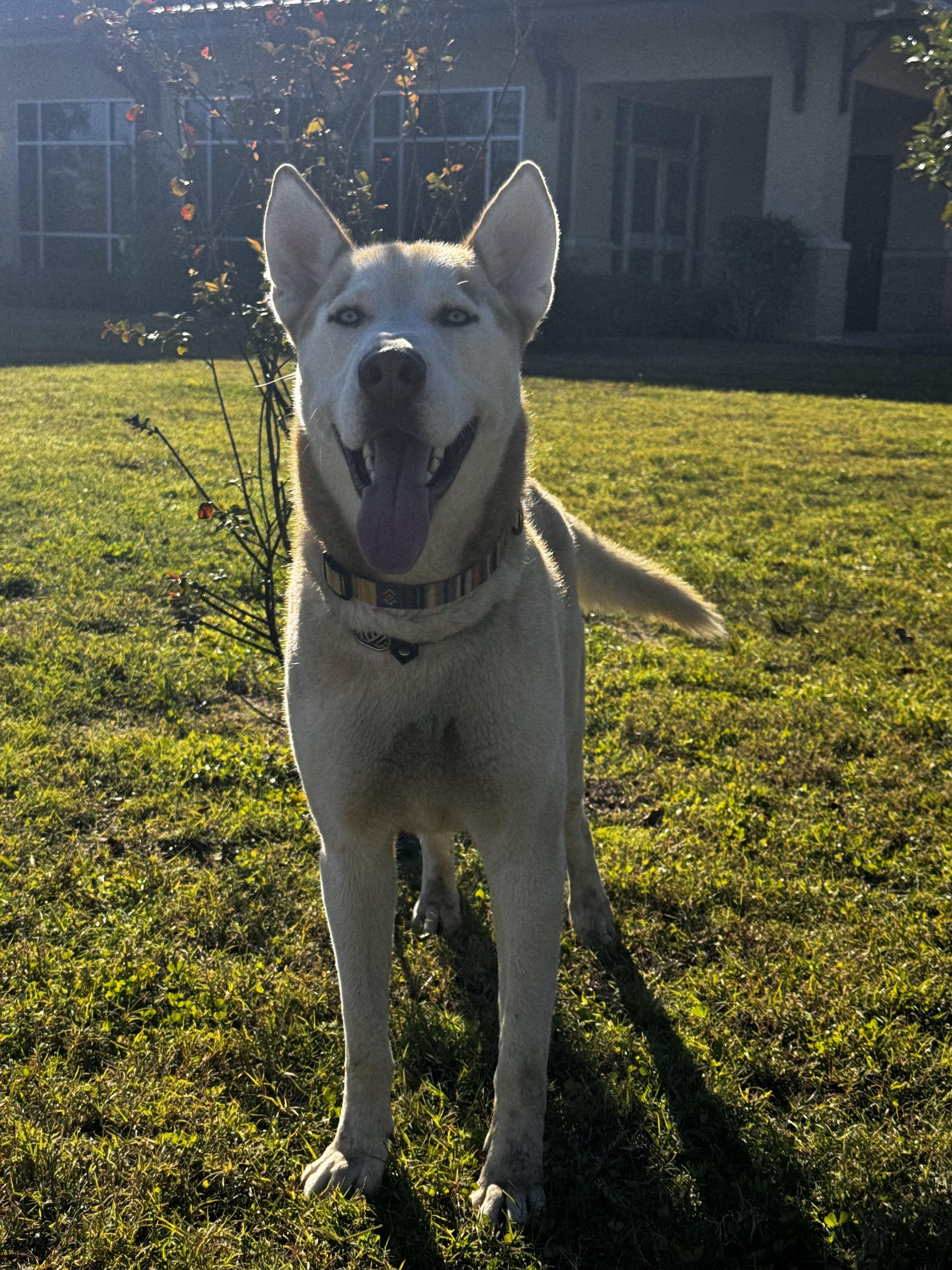 Dog for adoption - Chevy, a Husky in Barkhamsted, CT | Petfinder