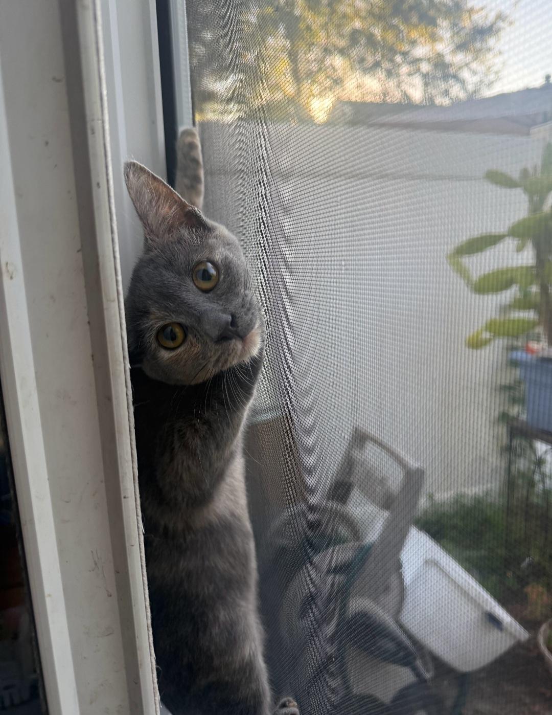 Cat for adoption - Fern, a Domestic Short Hair in Clayton, NJ | Petfinder