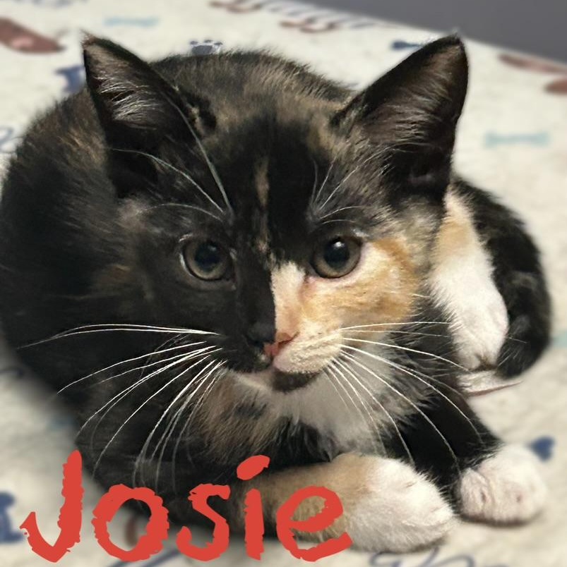 Cat for adoption - Josie, a Domestic Short Hair Mix in Morganton, NC ...