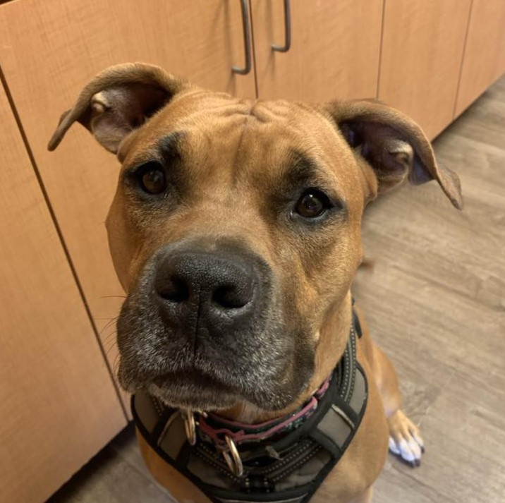 Dog for adoption - Sophia, a Boxer & Pit Bull Terrier Mix in Richmond ...