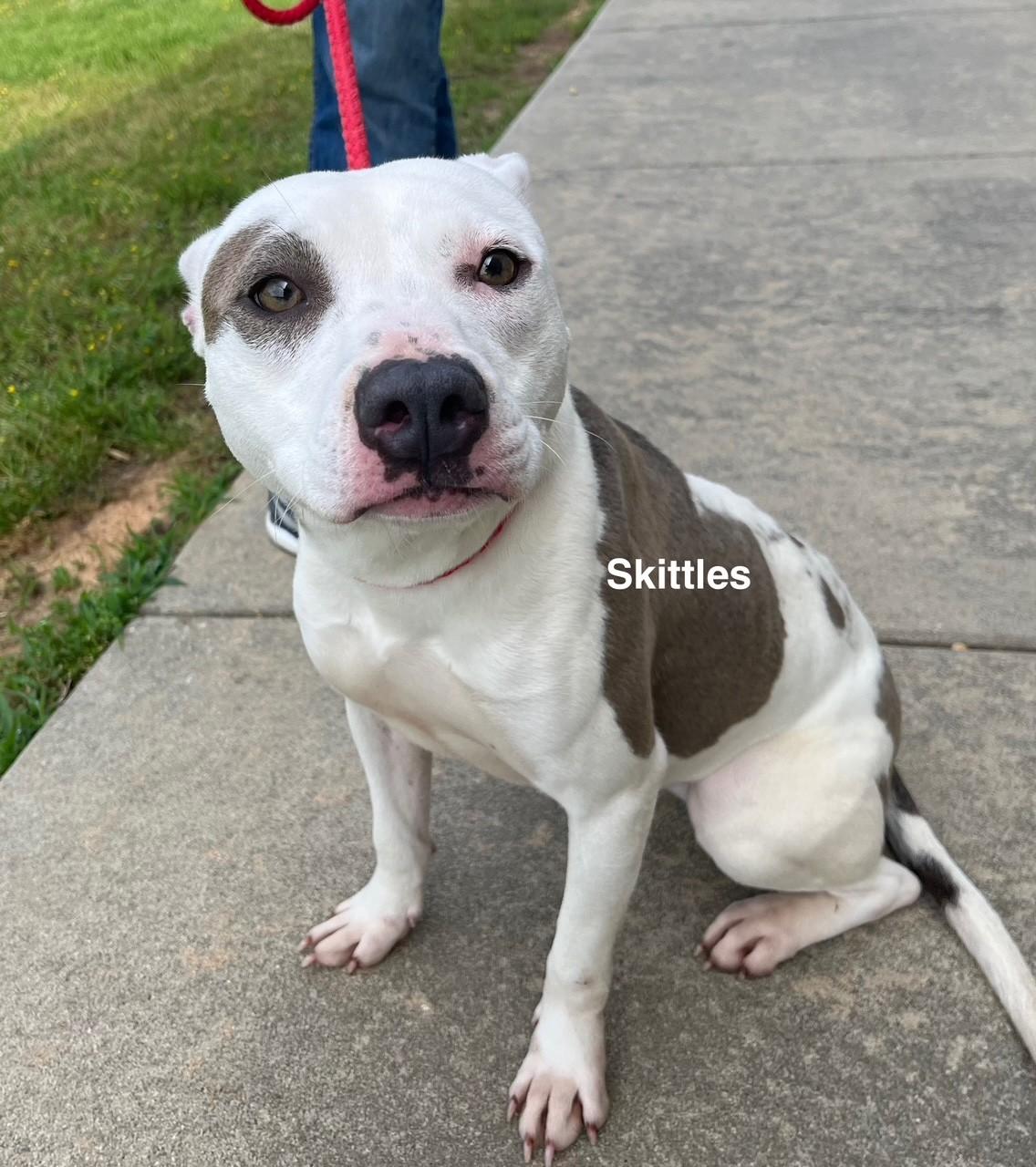 Dog for adoption - Skittles, a Mixed Breed in Newberry, SC | Petfinder