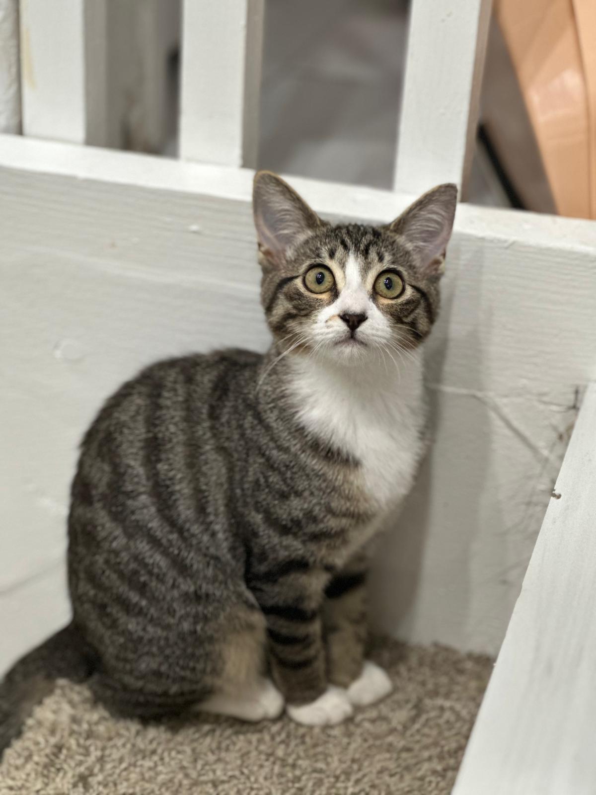 Cat for adoption - Wegovy & Tom, a Russian Blue & Tabby Mix in Naples ...