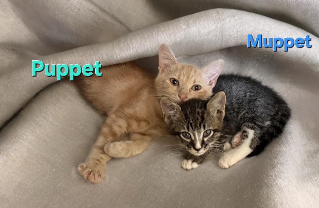 Cat for adoption - Muppet and Puppet Bonded, a Domestic Medium Hair ...