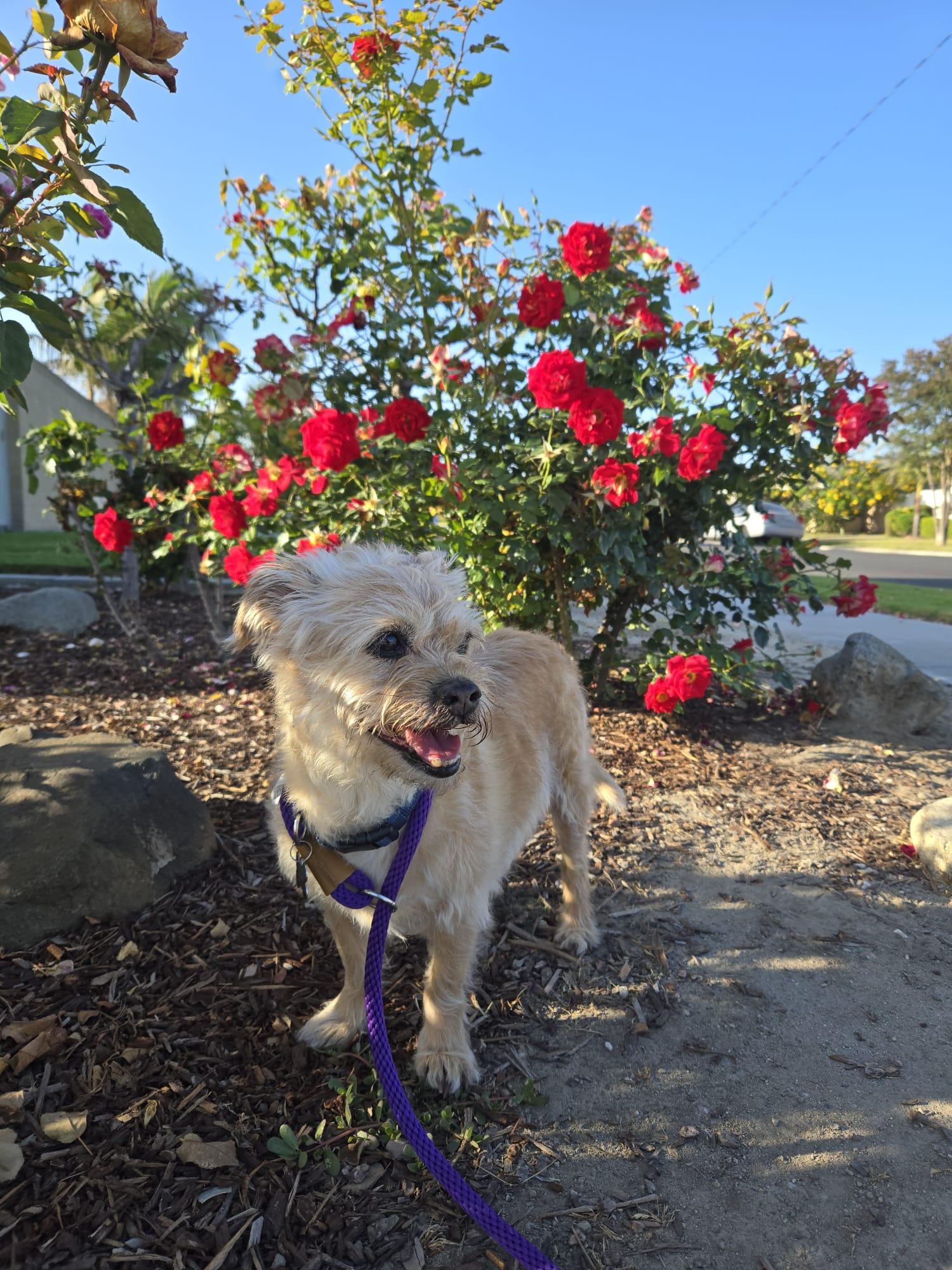 Dog for adoption - Lucky Dumpling, a Yorkshire Terrier in Fresno, CA ...