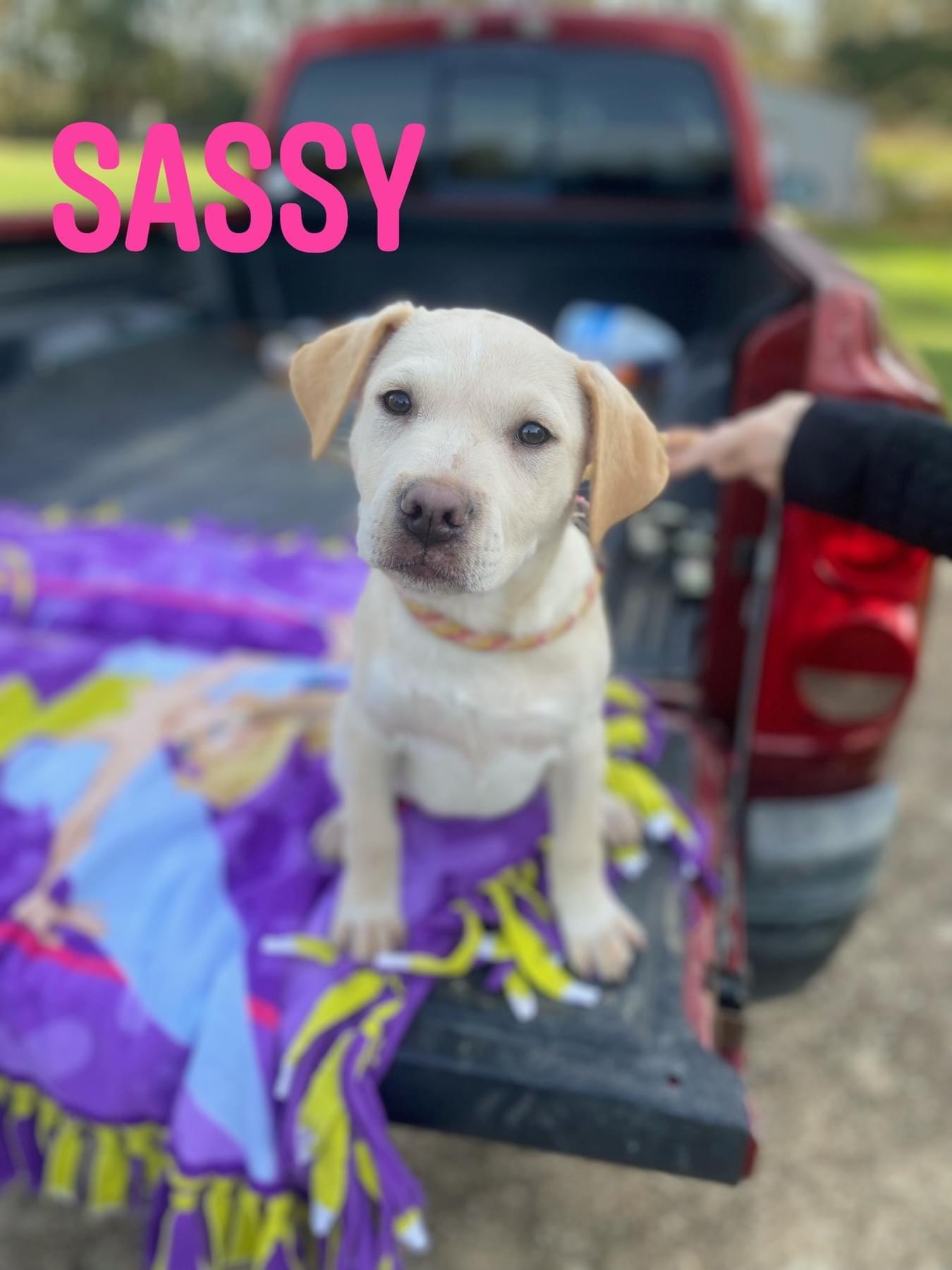 Dog for adoption - Sassy, a Labrador Retriever Mix in Pembroke, MA ...