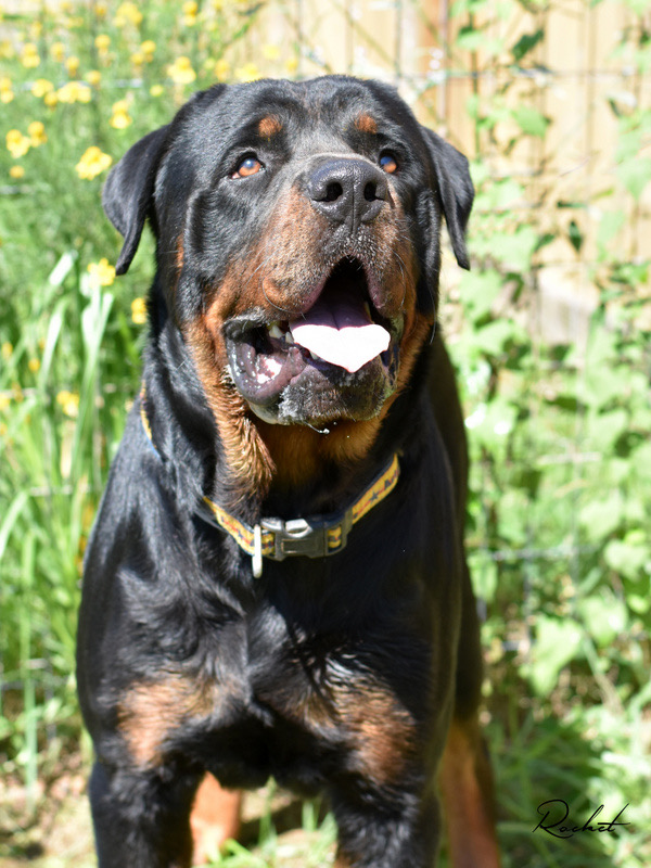 Dog for adoption - Rocket, a Rottweiler in Seattle, WA | Petfinder
