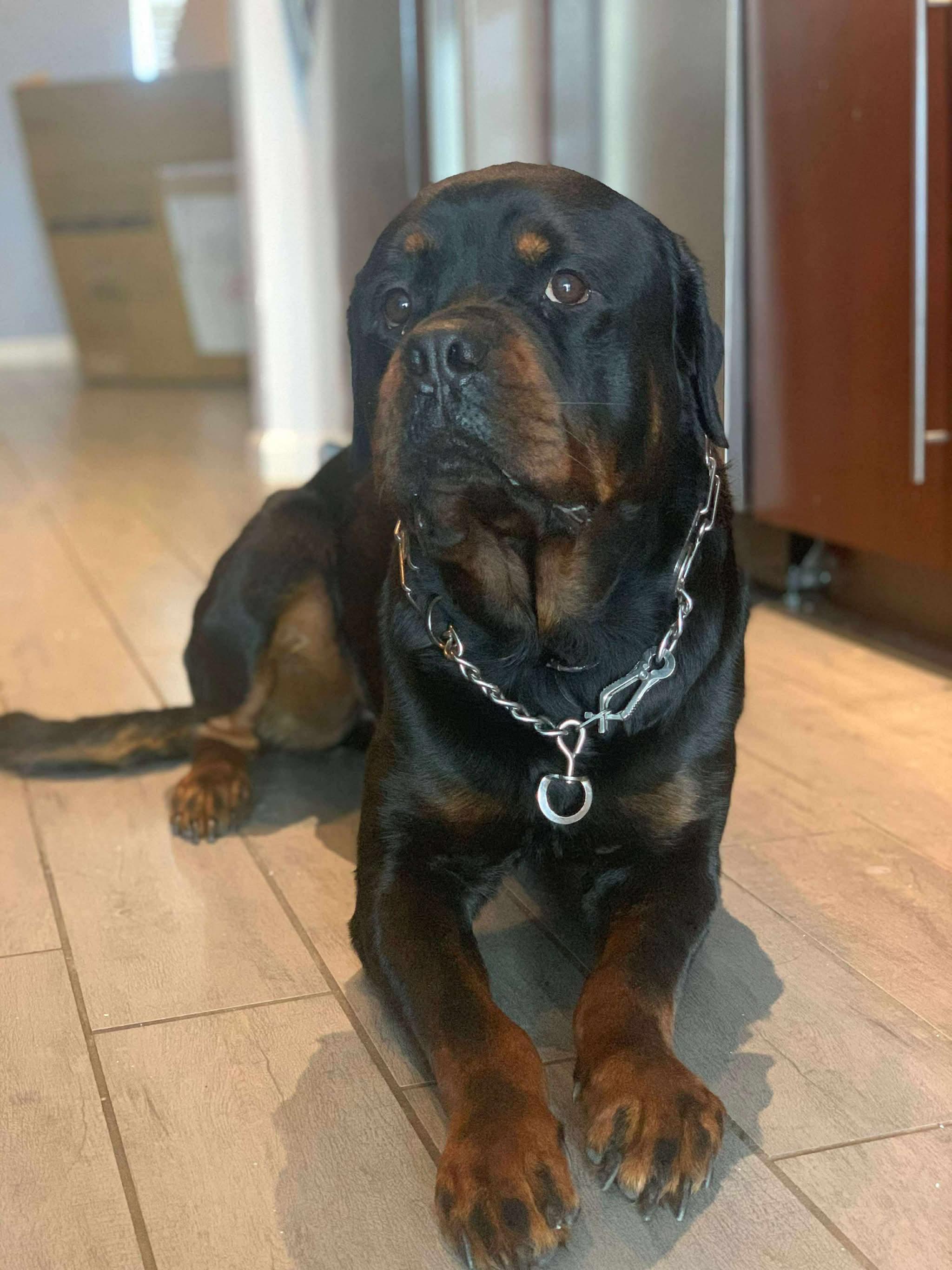 Dog for adoption - Rambo (Courtesy Post), a Rottweiler in Gainesville ...