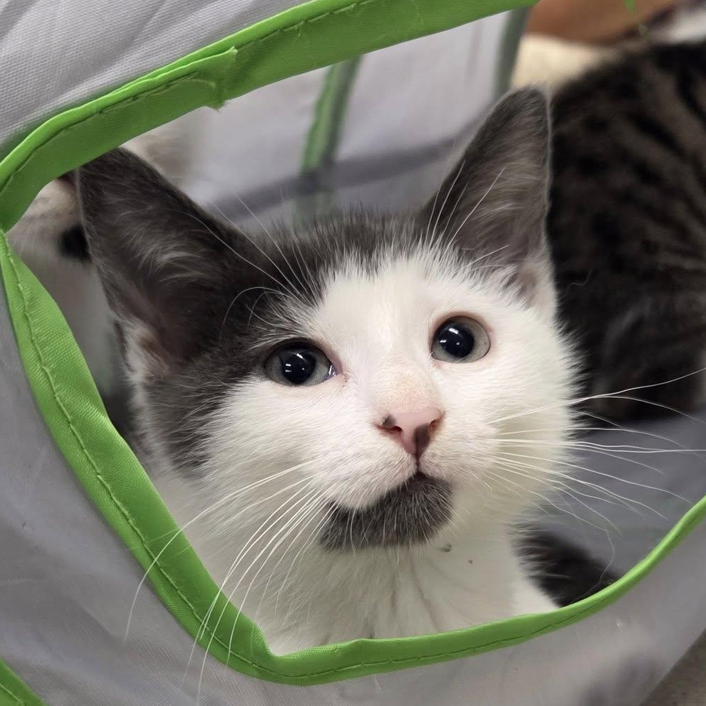 Available Cats for Adoption | Scruffy Paws Animal Rescue RI