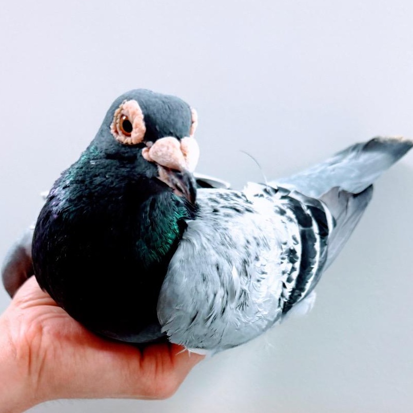 Dove for adoption - Tova, a Pigeon in Chicago, IL | Petfinder