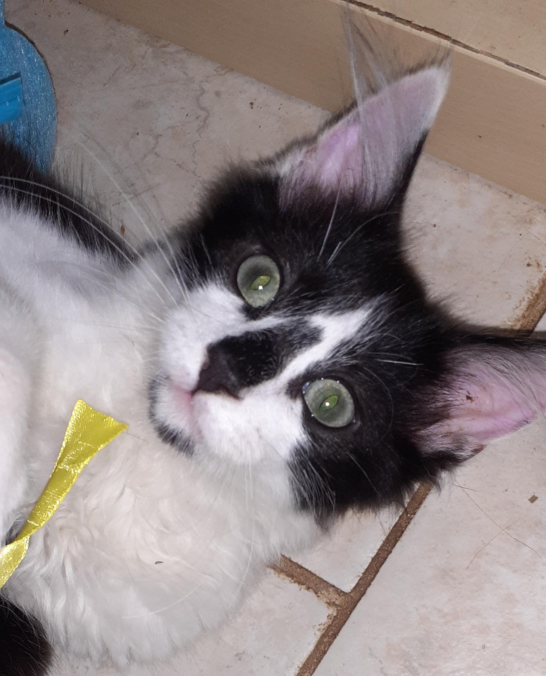 Cat for adoption - Jester, a Tuxedo in Charlotte, NC | Petfinder