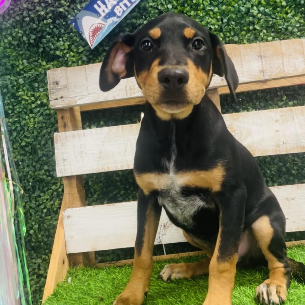 Dog for adoption - The Sensational Seth Skyfire, a Rottweiler Mix in ...