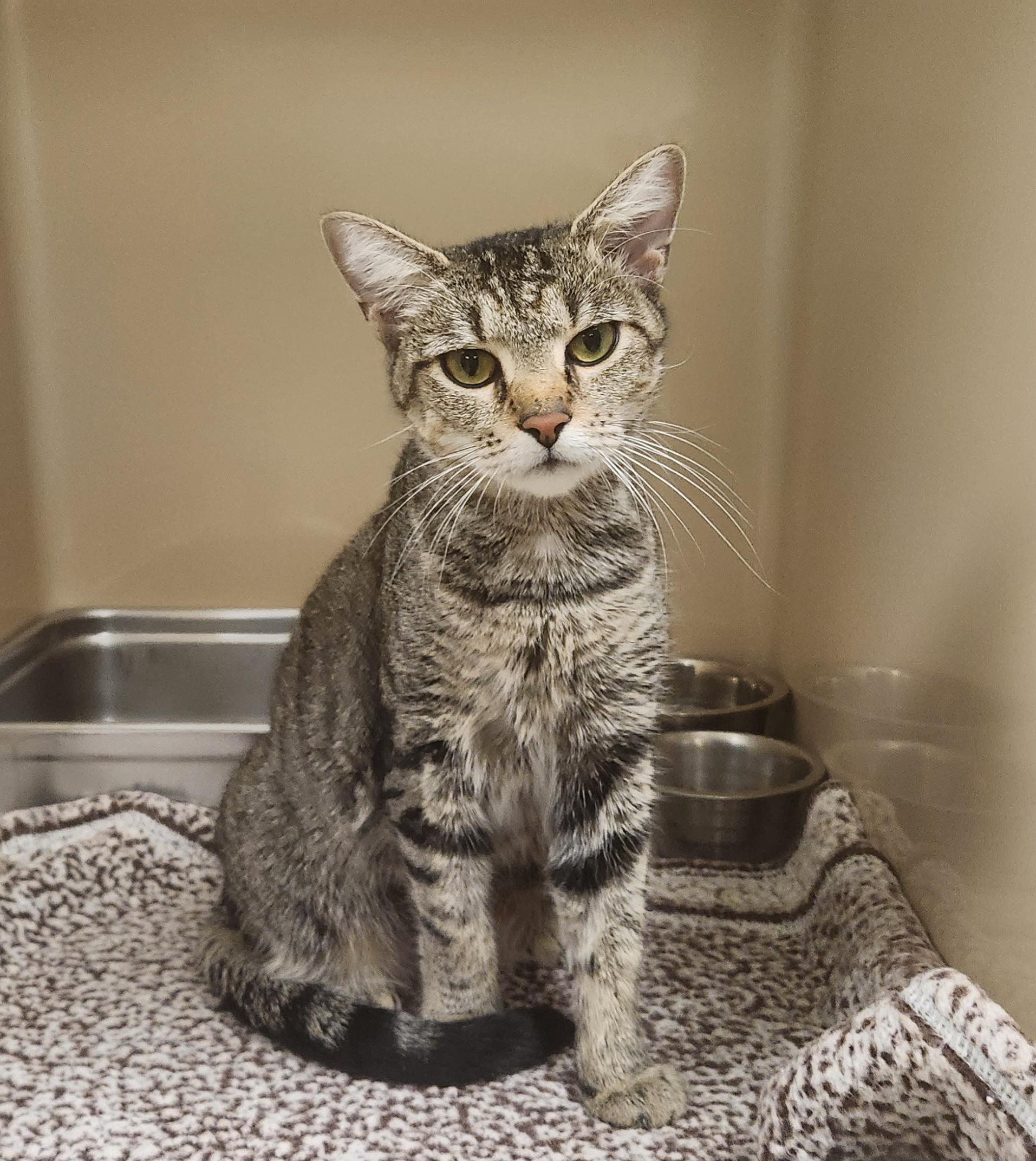 Cat for adoption - Phoenix, a Domestic Short Hair in Clayton, NJ ...