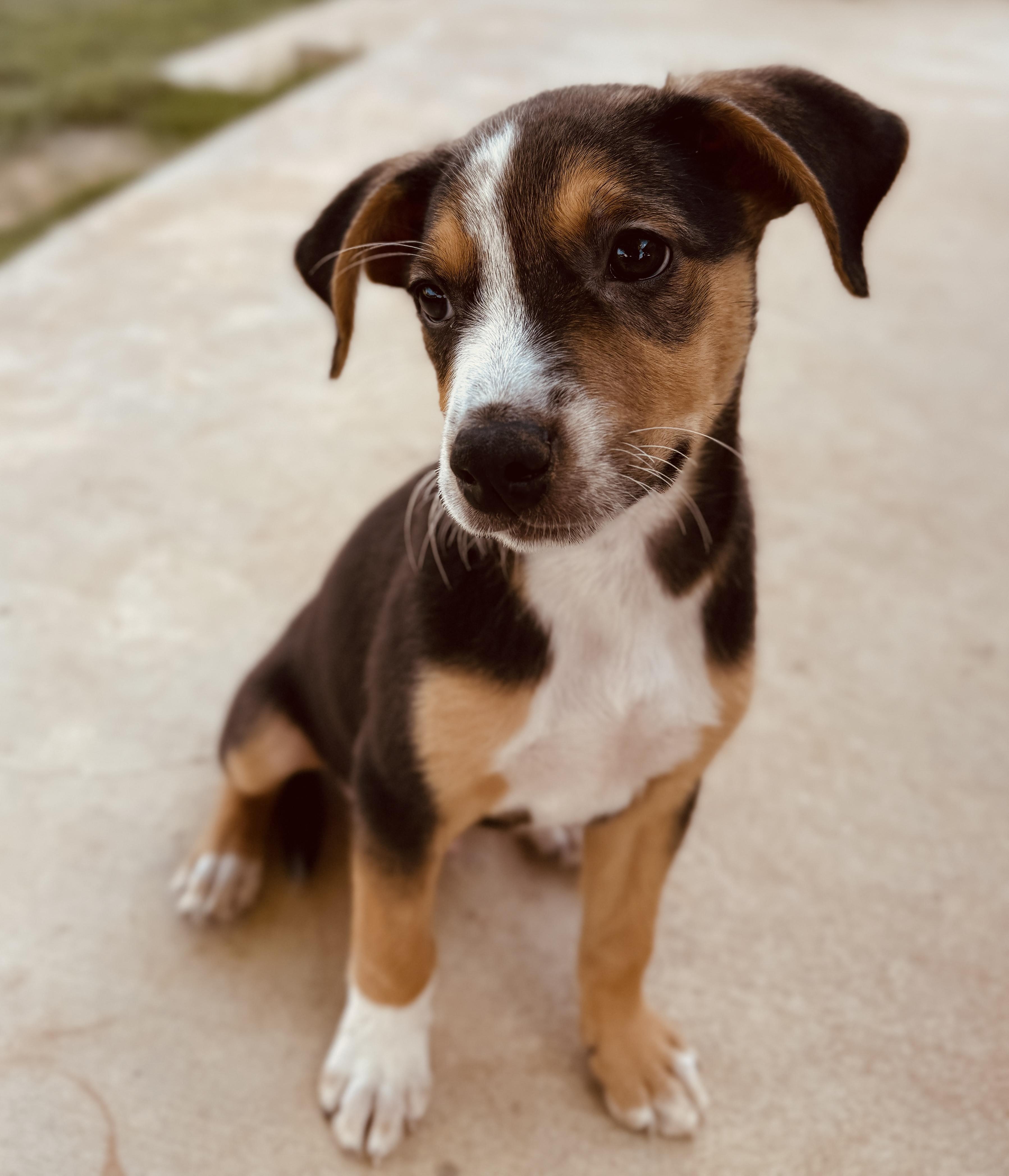 Dog for adoption - Barque, an Australian Shepherd Mix in Frisco, TX ...