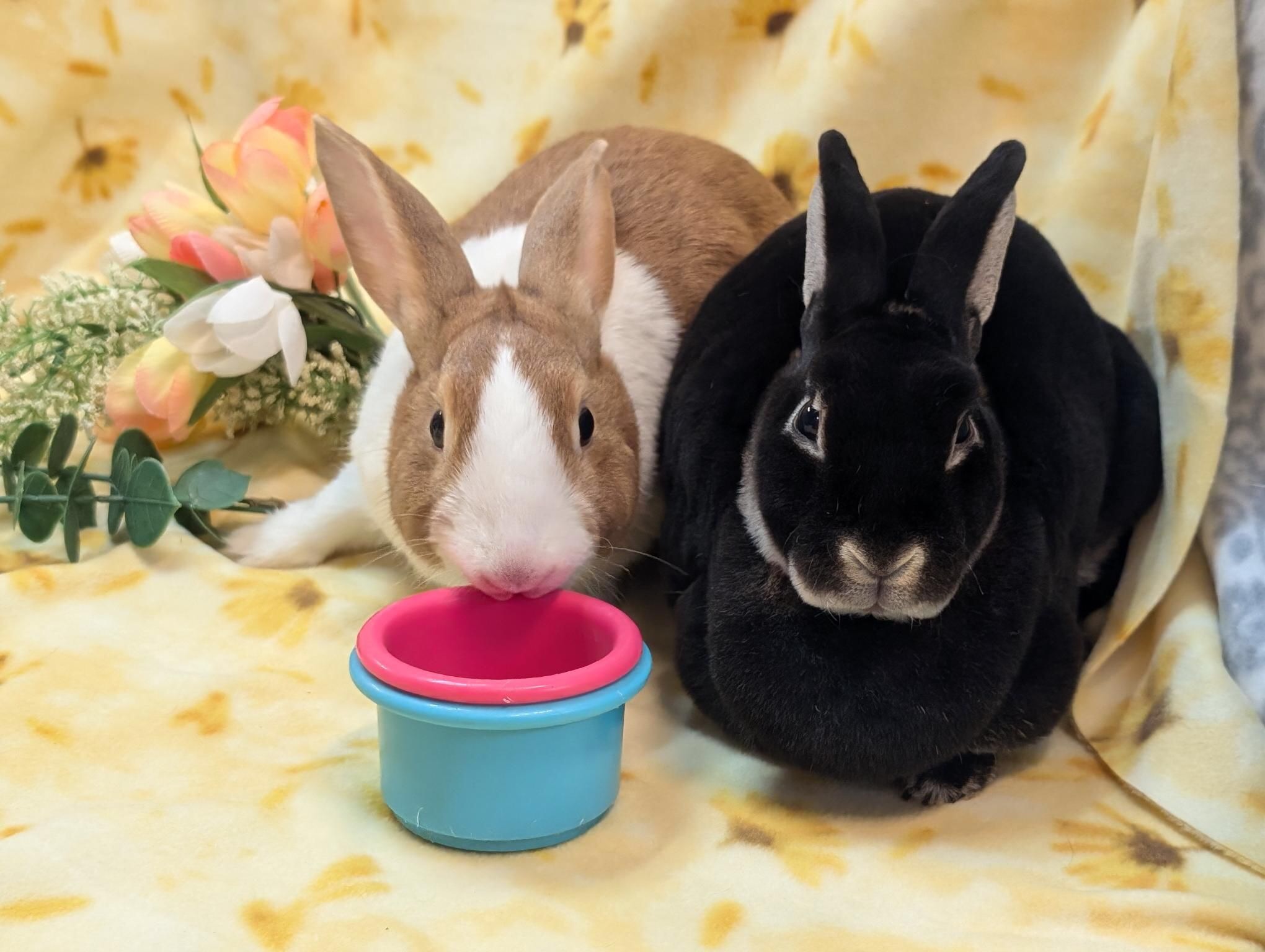 Rabbit for adoption - Scarlet & Sloane, a Dutch & Rex Mix in Oakland ...
