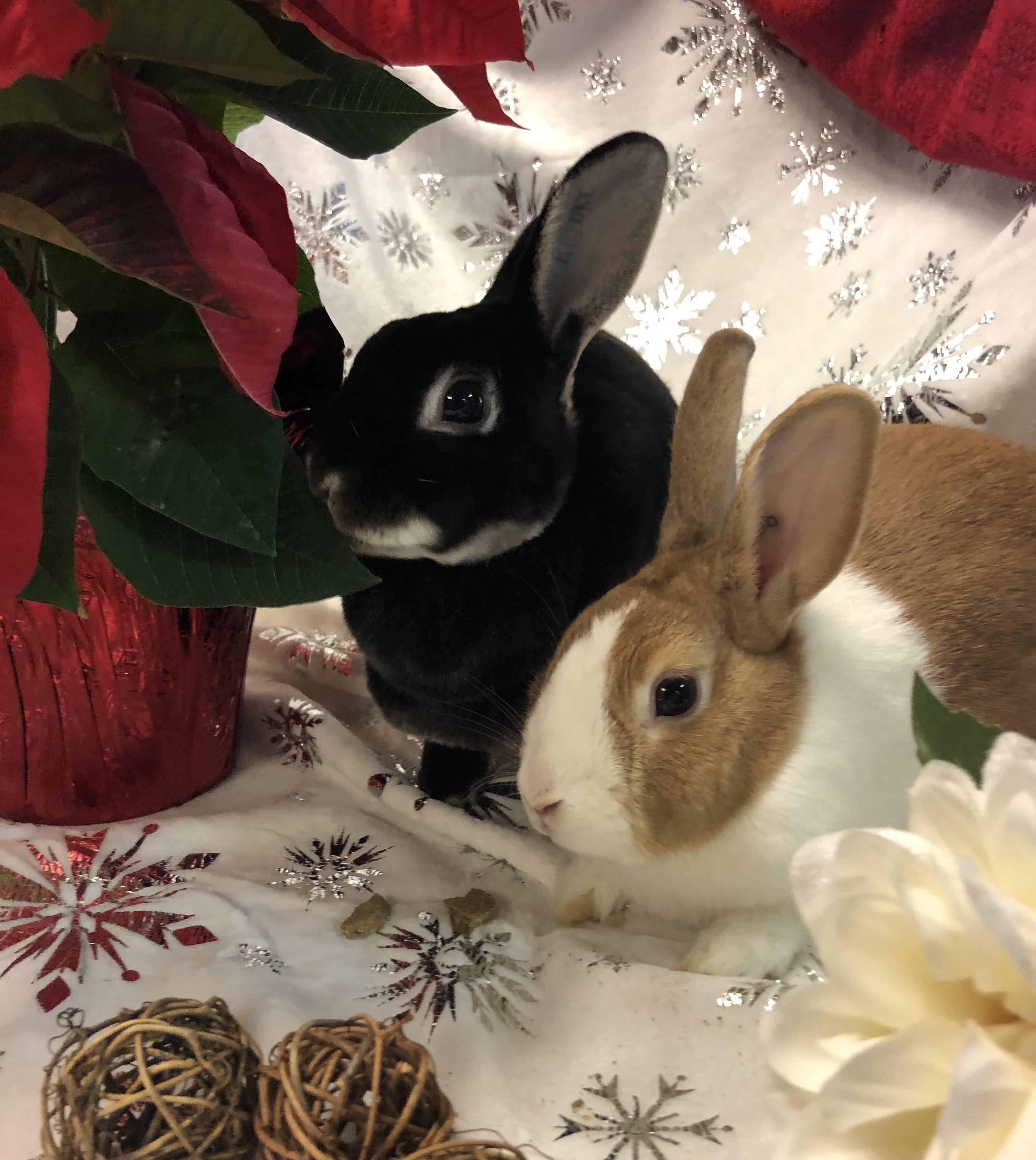 Rabbit for adoption - Scarlet & Sloane, a Dutch & Rex Mix in Oakland ...