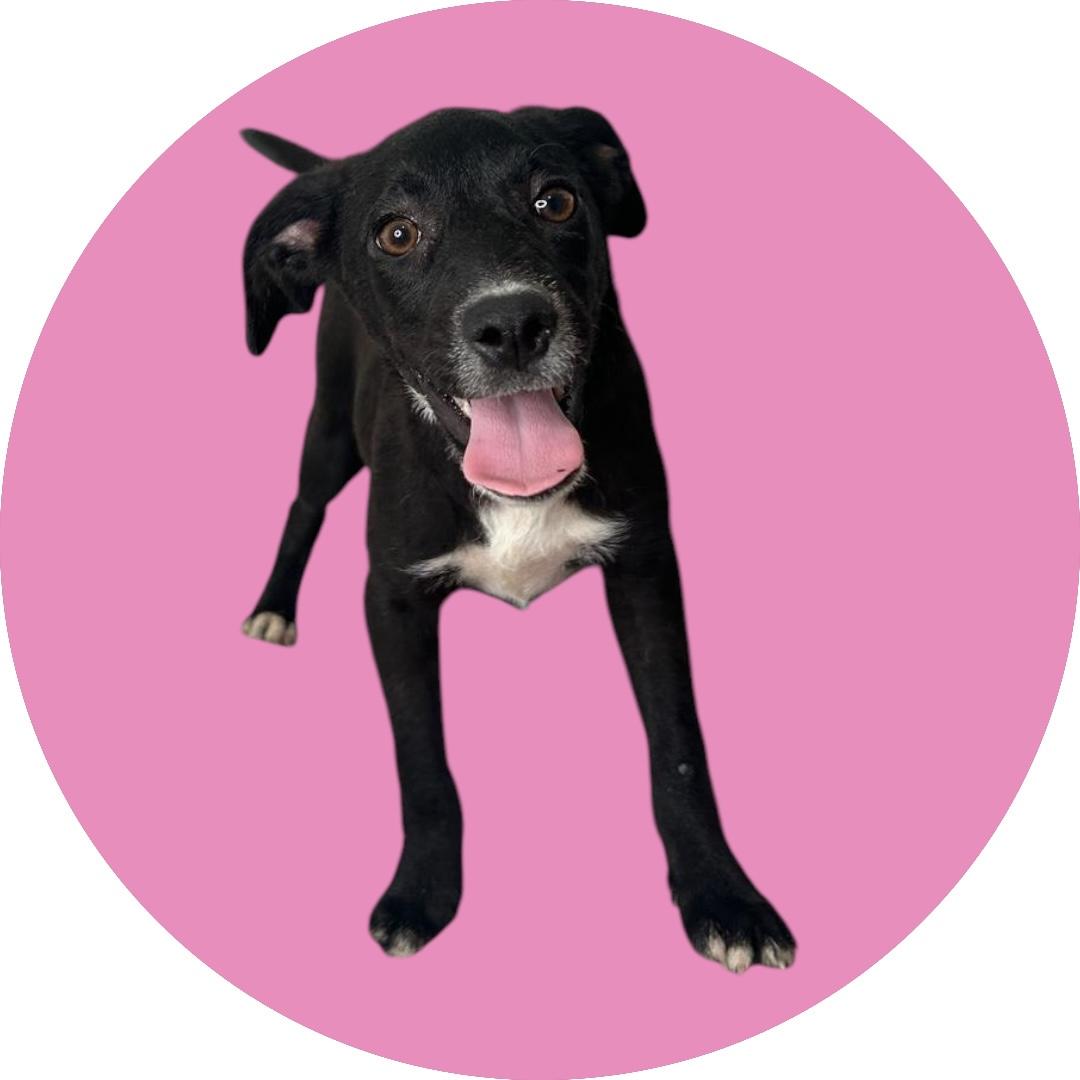 Dog for adoption - Pretti Princess, a Black Labrador Retriever Mix in ...
