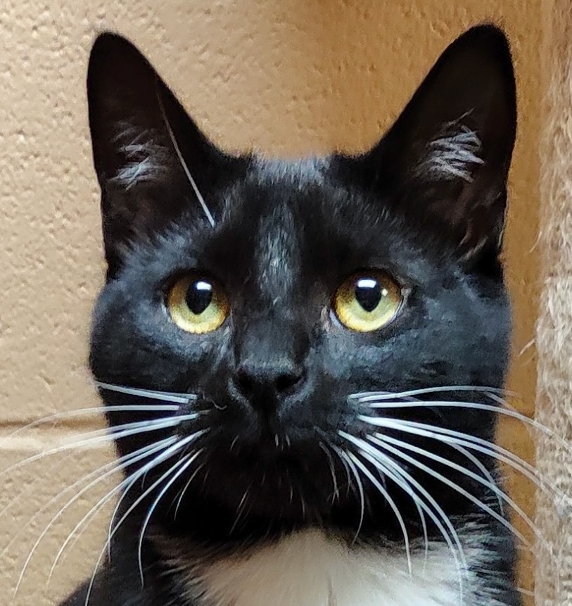 Available Cats and Kittens - Johnston County Animal Protection League ...