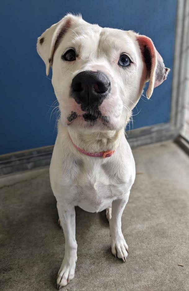 Whatcom Humane Society Adoption